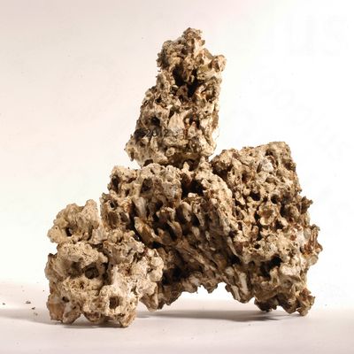 Comment savoir si le corail mou est vivant ou mort ? - Fiche pratique ...