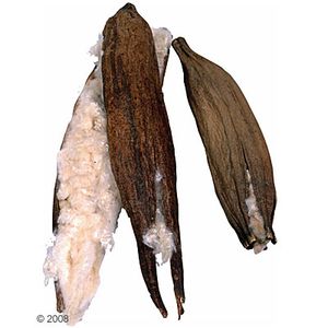 Le kapokier à fleurs blanches ou arbre de vie... - Les plantes oubliées